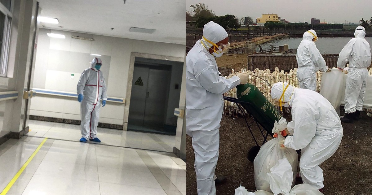 Now An Outbreak Of A Highly Pathogenic Strain Of H5N1 Bird Flu Has Hit ...