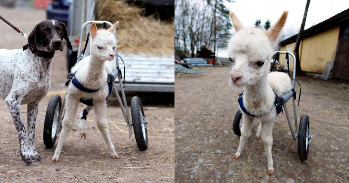 Look at this adorable 3-legged baby alpaca zoom around on a set of ...